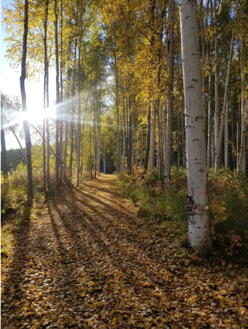 Explore Alaska's Chena River Nature Trail in Fall