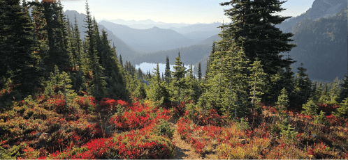 Discover the Fall Magic of Naches Peak Loop