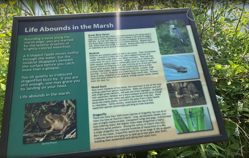 Discover Birdwatching at Stauffer's Marsh, WV