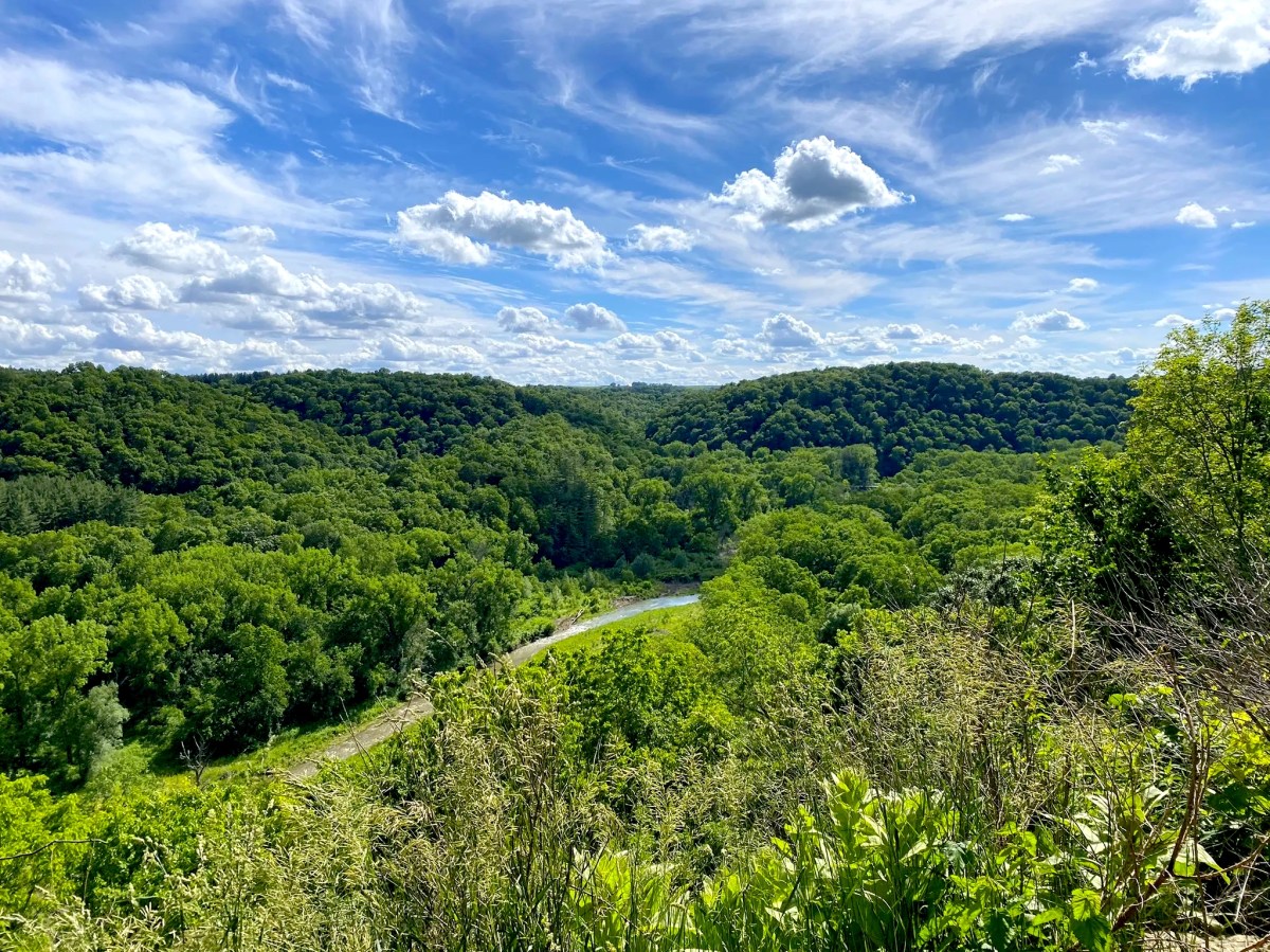The Yellow River State Forest Is an Iconic Iowa Birding Area Where You ...