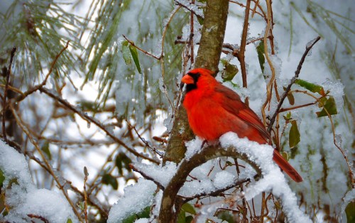 15 Breathtaking Shots of Winter in North Carolina
