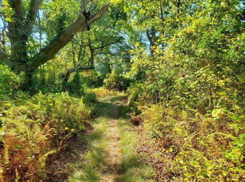 Skip the Crowds: 5 Quiet Trails in Rhode Island