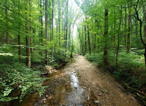 Lenape Loop South: Iconic Trail in Newark, Delaware