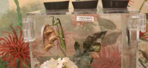 This Insect Museum in New Jersey Is Perfect for Bug Lovers