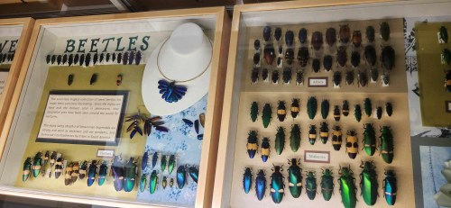 This Insect Museum in New Jersey Is Perfect for Bug Lovers