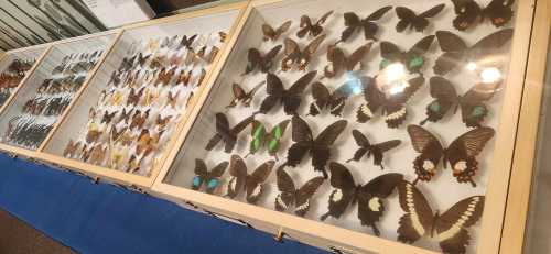 This Insect Museum in New Jersey Is Perfect for Bug Lovers