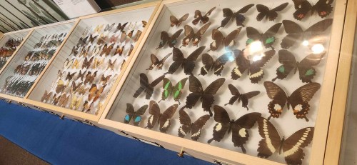 This Insect Museum in New Jersey Is Perfect for Bug Lovers