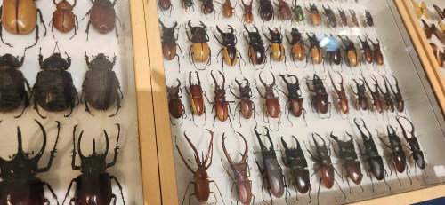 This Insect Museum in New Jersey Is Perfect for Bug Lovers