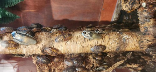 This Insect Museum in New Jersey Is Perfect for Bug Lovers