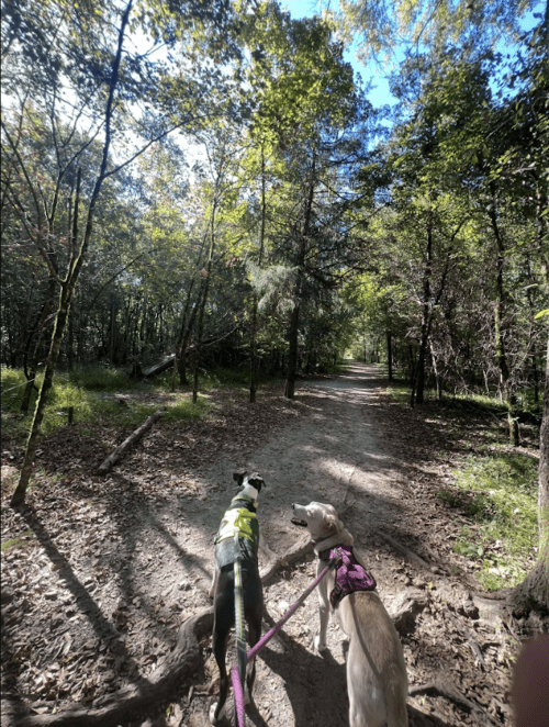 5 Quiet Alabama Hiking Trails