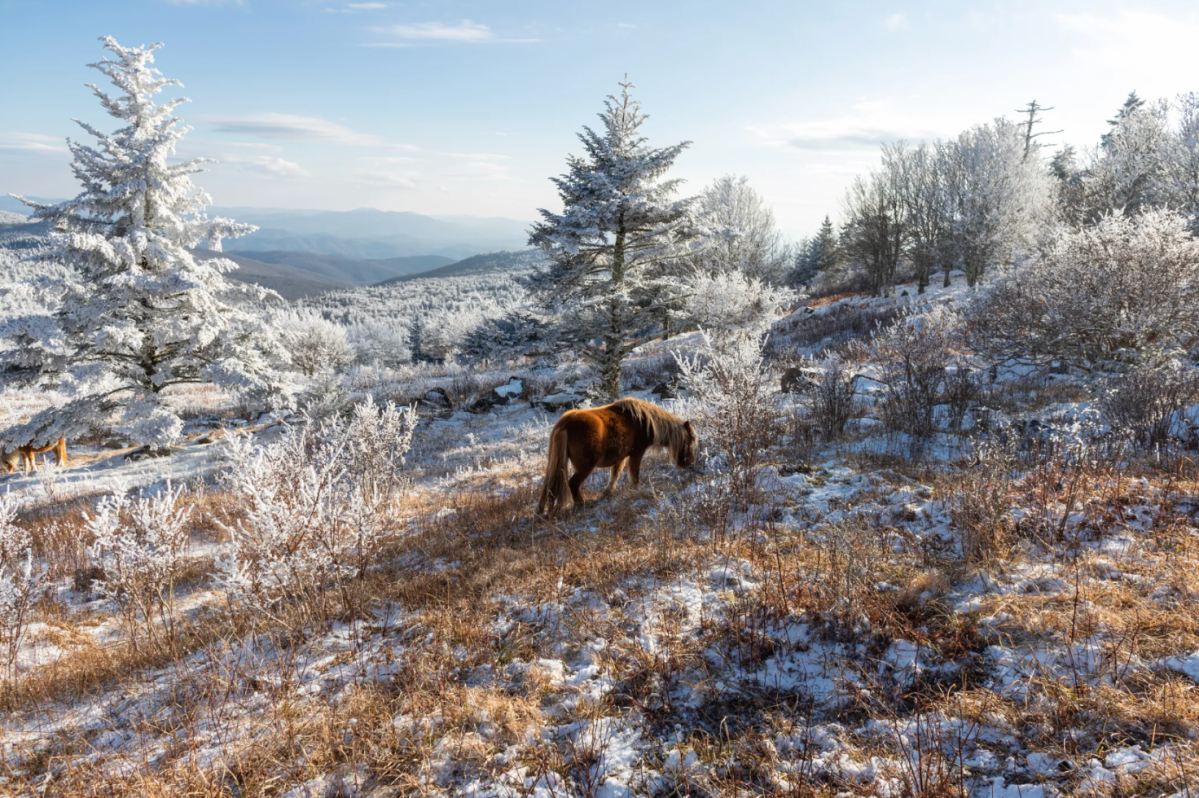 Visit Grayson Highlands State Park in Virginia During the Winter