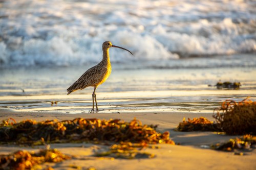 The Audubon Center in Northern California Where You'll See More Than ...