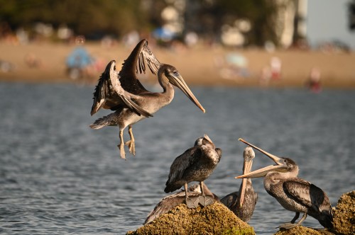 The Audubon Center in Northern California Where You'll See More Than ...