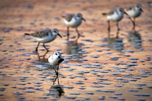 The Audubon Center in Northern California Where You'll See More Than ...