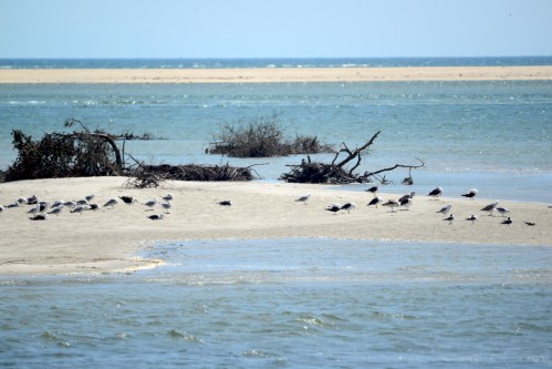 Monomoy Island In Massachusetts Is A Gem of a Destination