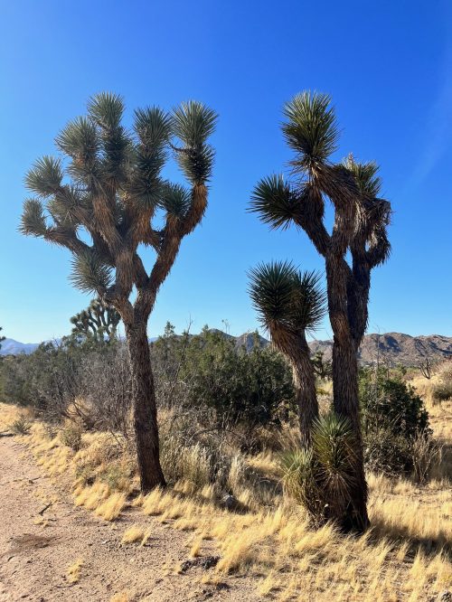 Explore Joshua Tree: Iconic Sights, Hidden Gems, and Unforgettable ...