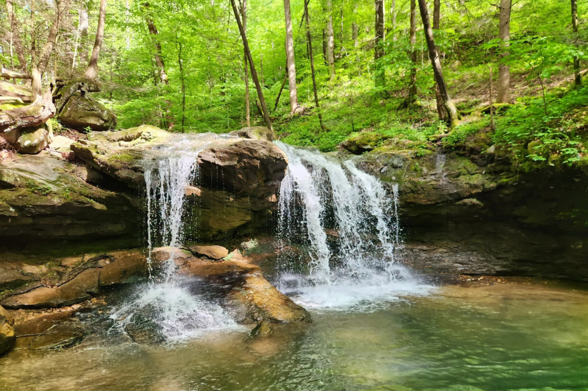 Frozen Head State Park Is One of the Best Places for Bird-Watching in ...