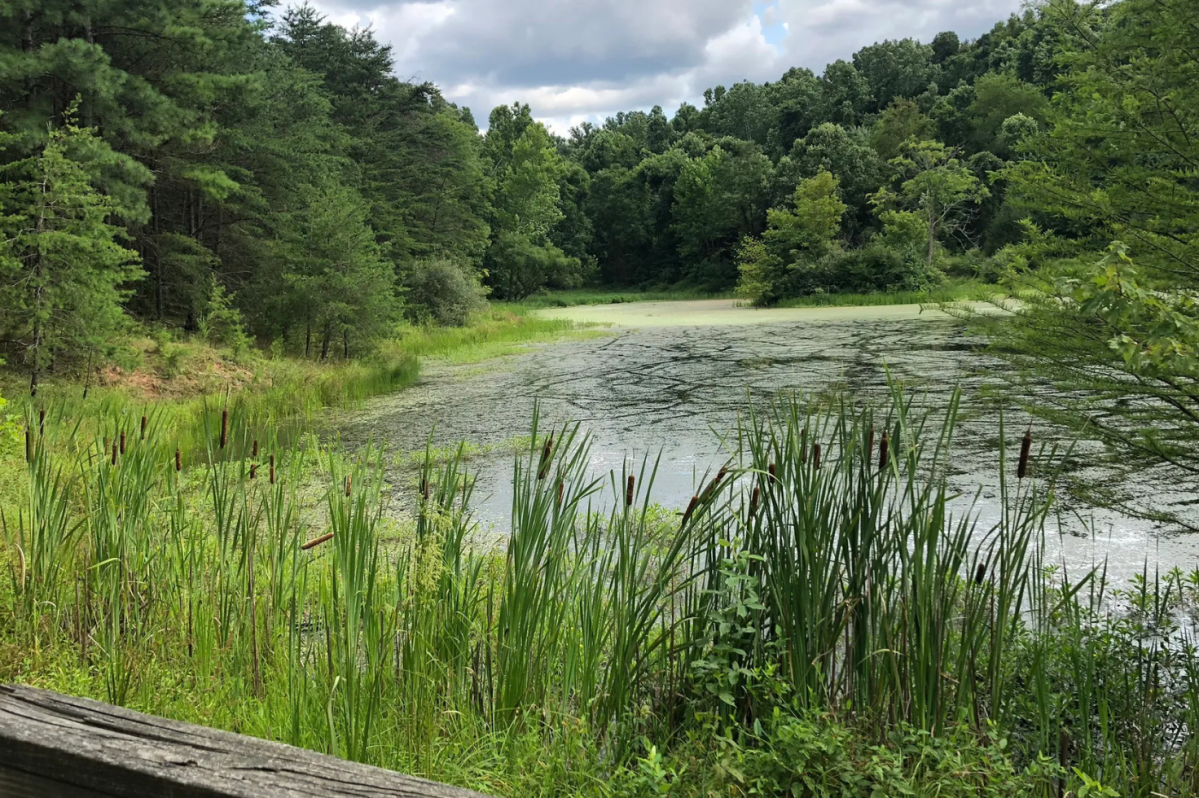 Things to Do in Vienna, West Virginia: A Charming Mid-Sized City