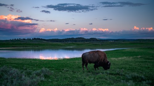 Lamar Valley in Yellowstone National Park in Wyoming Is a Gem of a ...