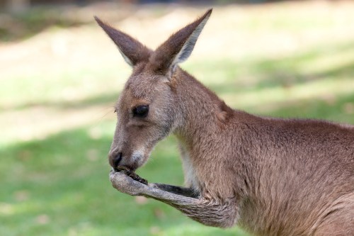 Meet Wallabies at Fall City Wallaby Ranch in Washington
