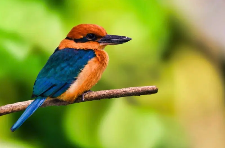 Visit One of the World’s Rarest Birds