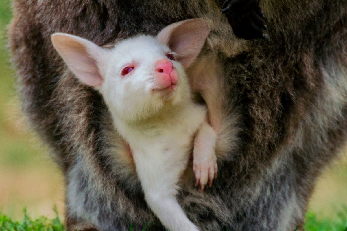 Meet Wallabies at Fall City Wallaby Ranch in Washington