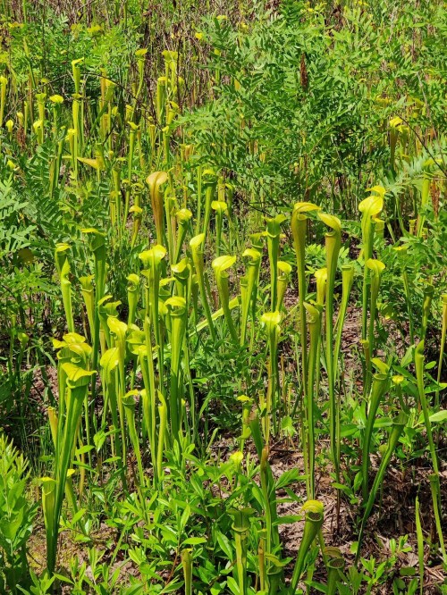 Best Hikes in Texas: Pitcher Plant Trail at Big Thicket National Preserve