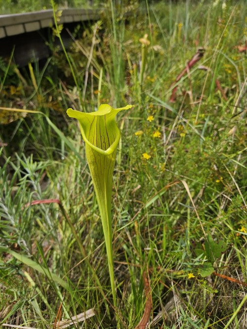 Best Hikes in Texas: Pitcher Plant Trail at Big Thicket National Preserve