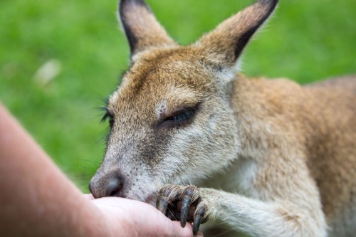 Meet Wallabies at Fall City Wallaby Ranch in Washington