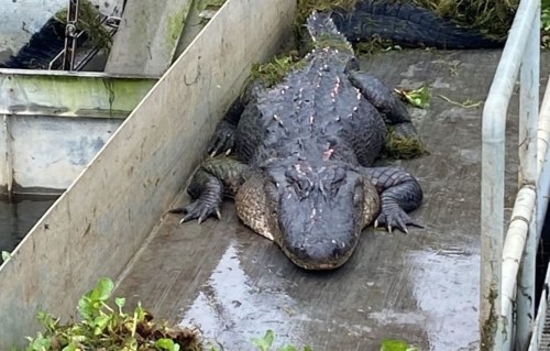 Cattail Marsh in Texas Is a Nature Lover’s Paradise