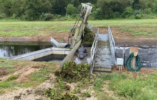 Cattail Marsh in Texas Is a Nature Lover’s Paradise