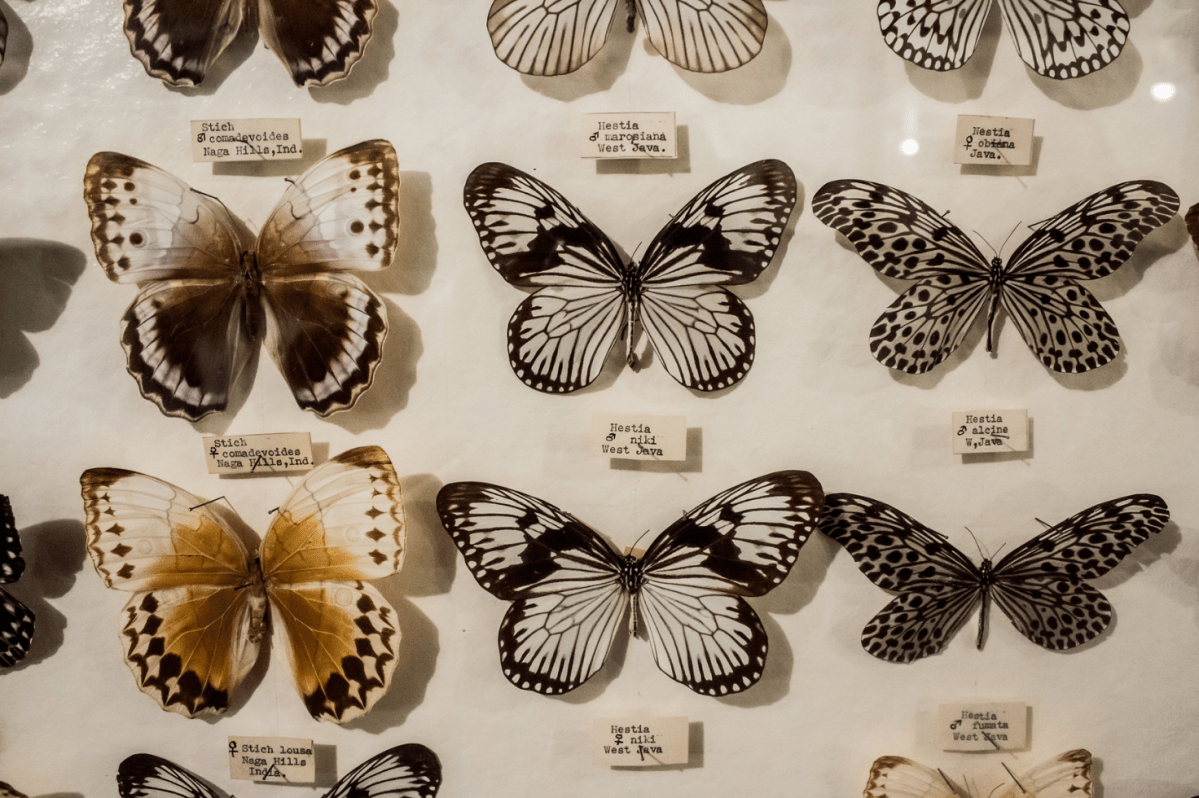 Explore the World's Largest Insect Collection in Colorado Springs