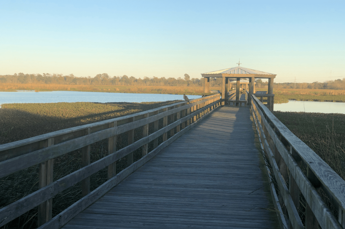 Cattail Marsh in Texas Is a Nature Lover’s Paradise