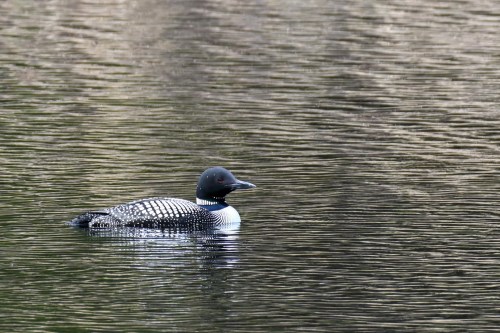 You Can Now Find the World's Largest Loon Statue in St. Paul, Minnesota