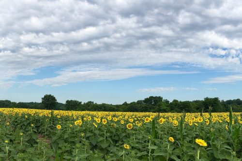 Best Day Trips in the US