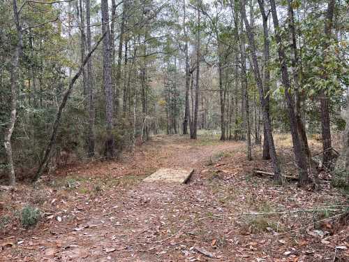 Best Hikes in Texas: Longleaf Pine Trail at Big Thicket National Preserve