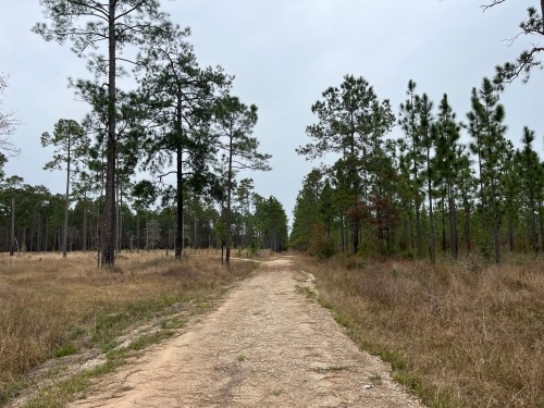 Best Hikes in Texas: Longleaf Pine Trail at Big Thicket National Preserve