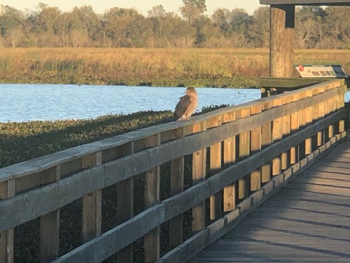 Cattail Marsh in Texas Is a Nature Lover’s Paradise
