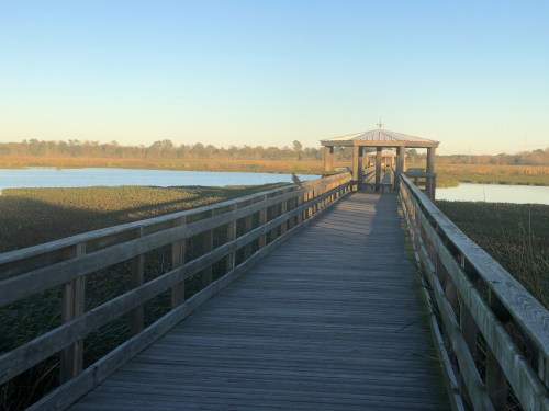 Cattail Marsh in Texas Is a Nature Lover’s Paradise