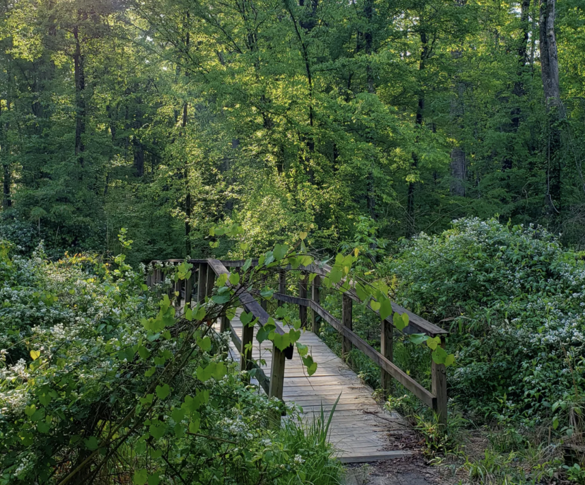 Trek This Long-Trail Through Homochitto National Forest in Mississippi