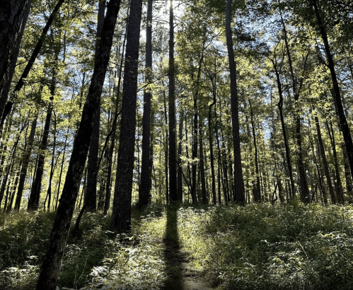 Trek This Long-Trail Through Homochitto National Forest in Mississippi