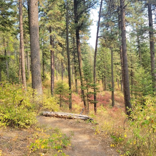 Headwaters Trail Near Moscow, Idaho: Favorite First Hike of the Year