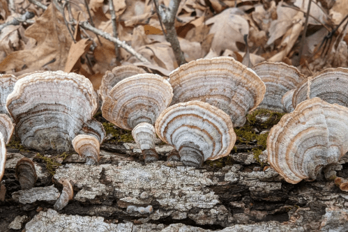 This Cold Weather Hike in Missouri Is Totally Worth It