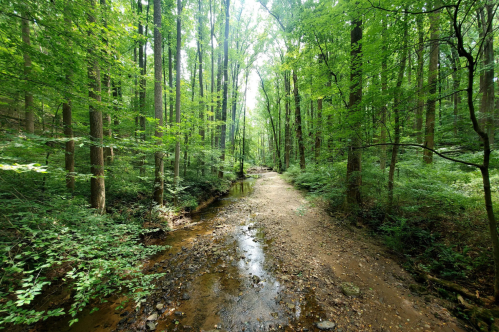 Ashland: A Stunning Delaware Nature Center