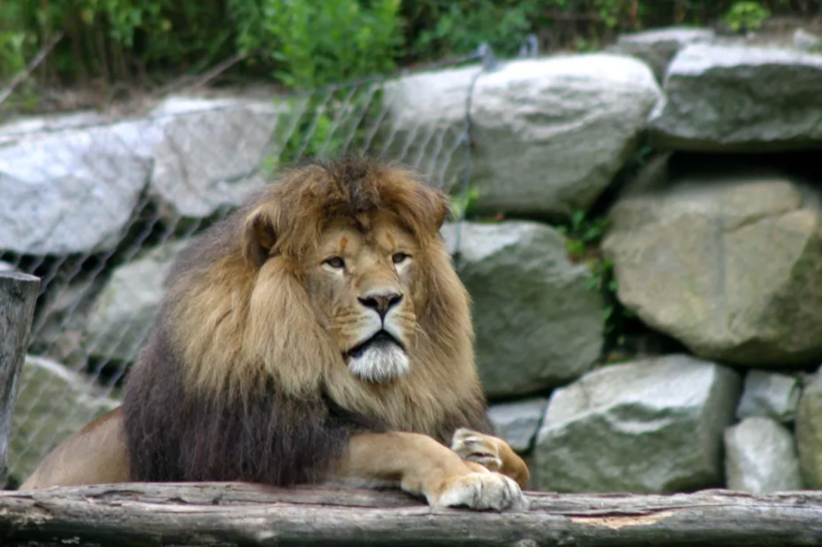 Southwick's Zoo Is The Largest Zoo in Massachusetts
