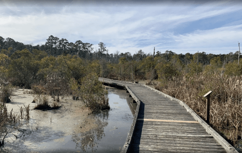 Best Winter Parks in North Carolina: Visit Goose Creek State Park in ...