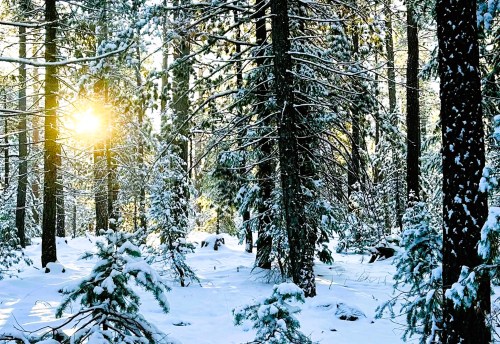 Best Winter Town in Arizona: Payson, the Perfect Snowy Escape