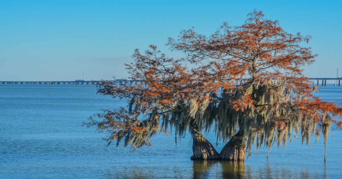 Best Winter Parks in South Carolina: Explore Santee State Park in ...