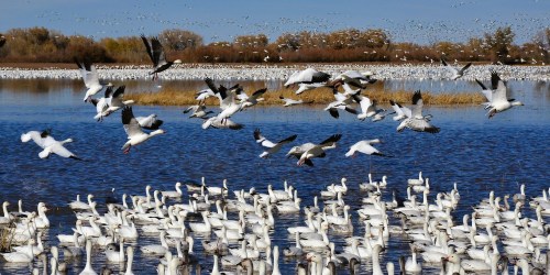 Birdwatching in Kentucky: Ballard Wildlife Management Area, La Center