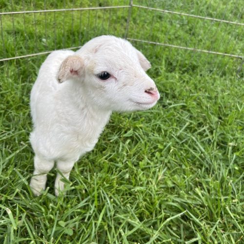 Gooseberry Bridge Farm: Visit a Flower Farm With Baby Animals in ...